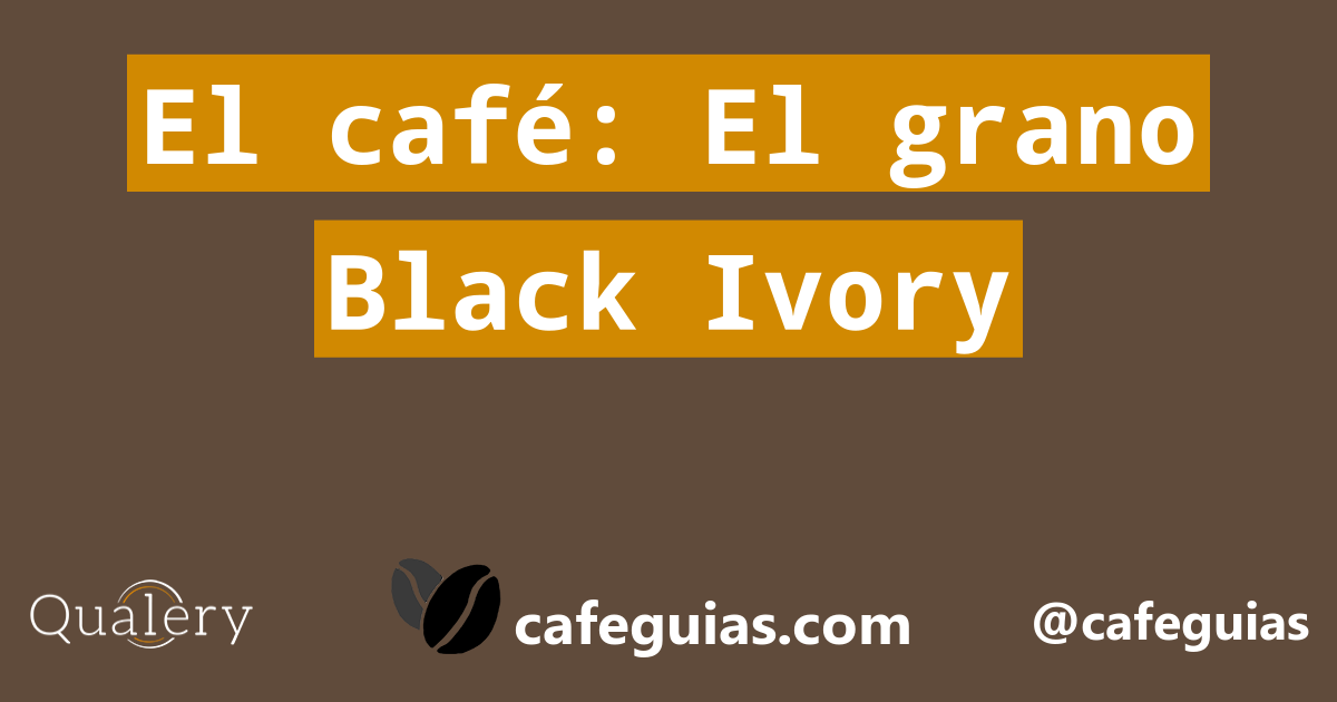 El café: El grano Black Ivory - Café Guía